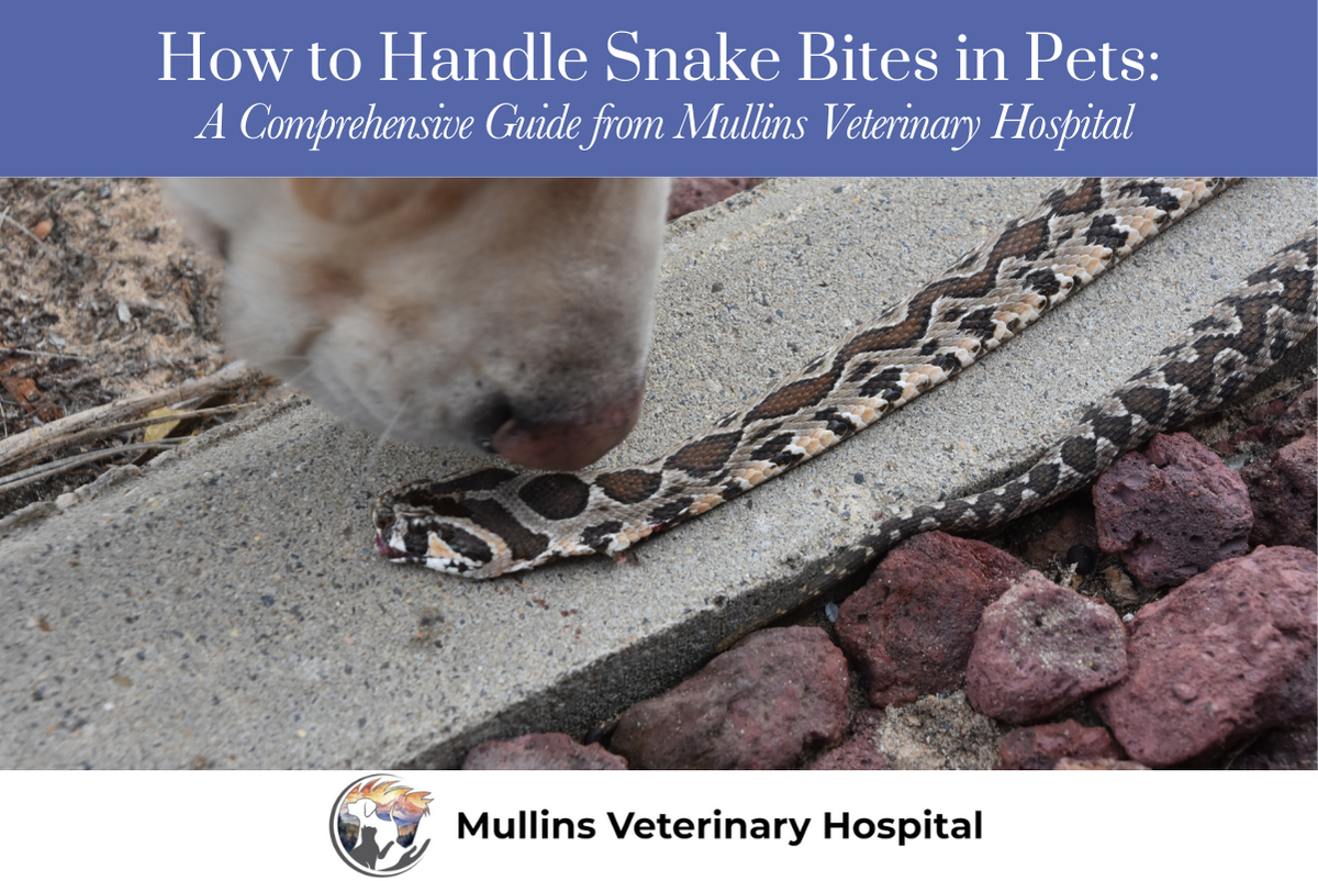 How to Handle Snake Bites in Pets:A Comprehensive Guidefrom Mullins ...